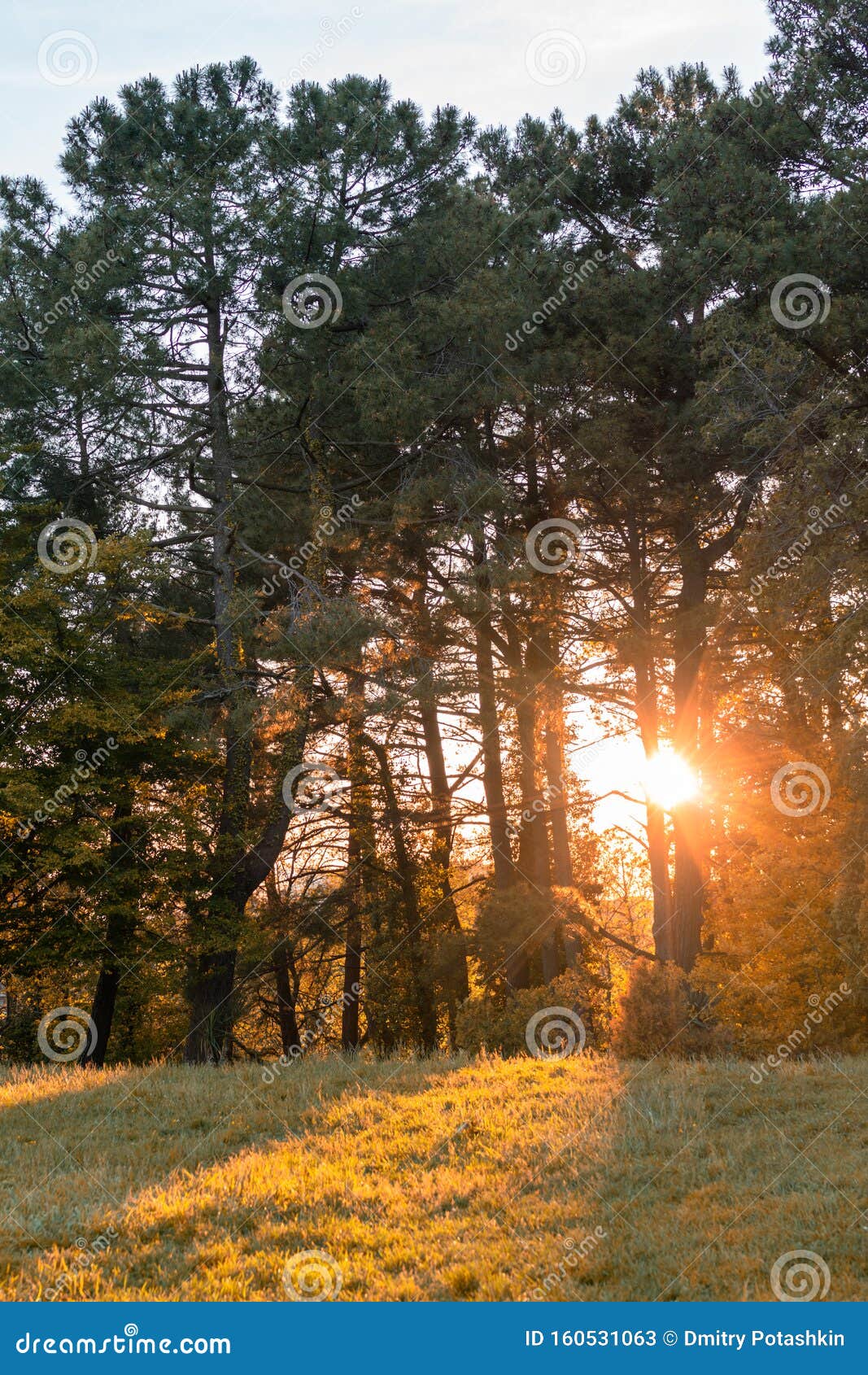 Autumn Park, Light Shining through Trees and Leaves Stock Image - Image ...
