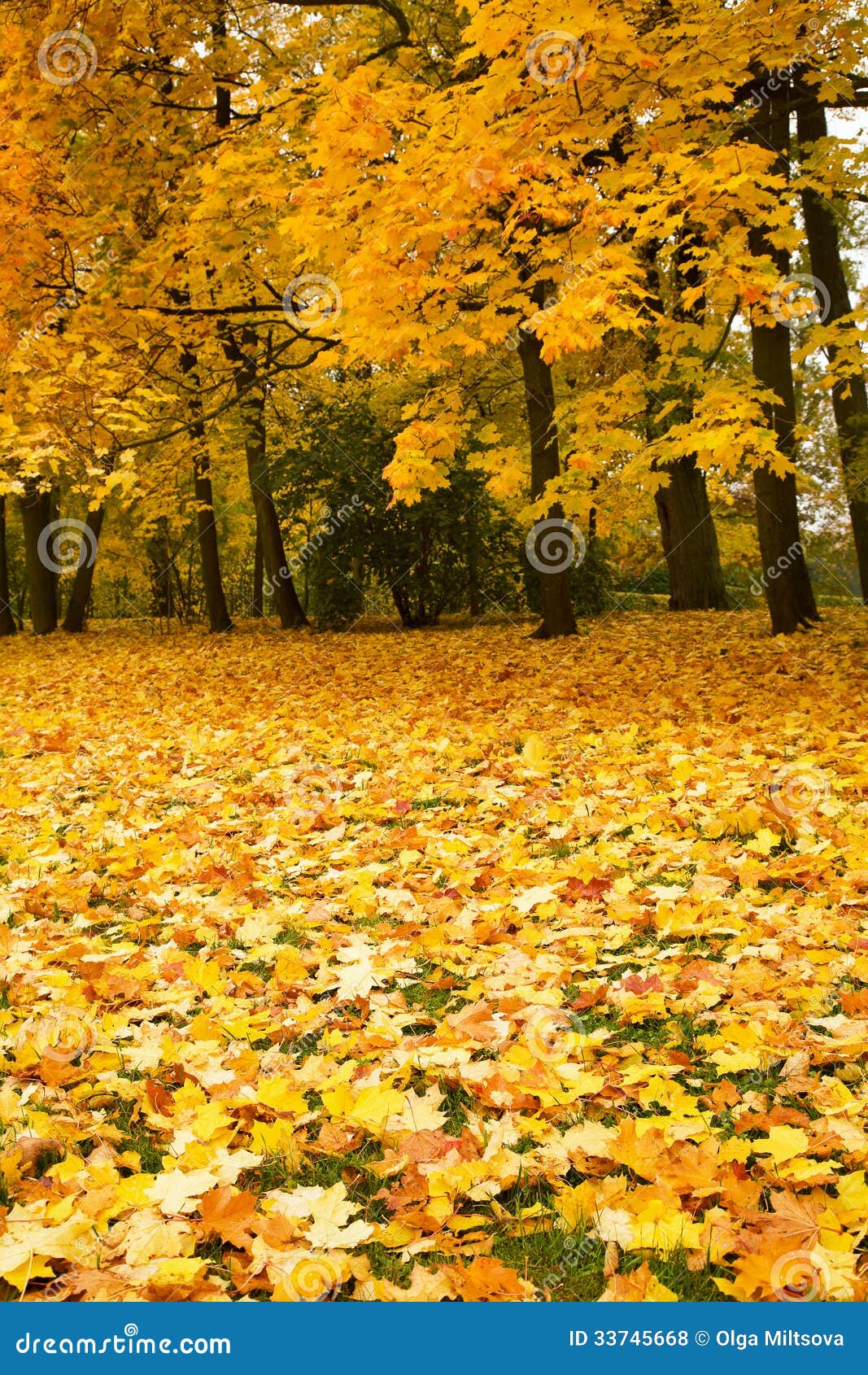 Autumn Park with Maple Trees Stock Photo - Image of orange, idyllic ...