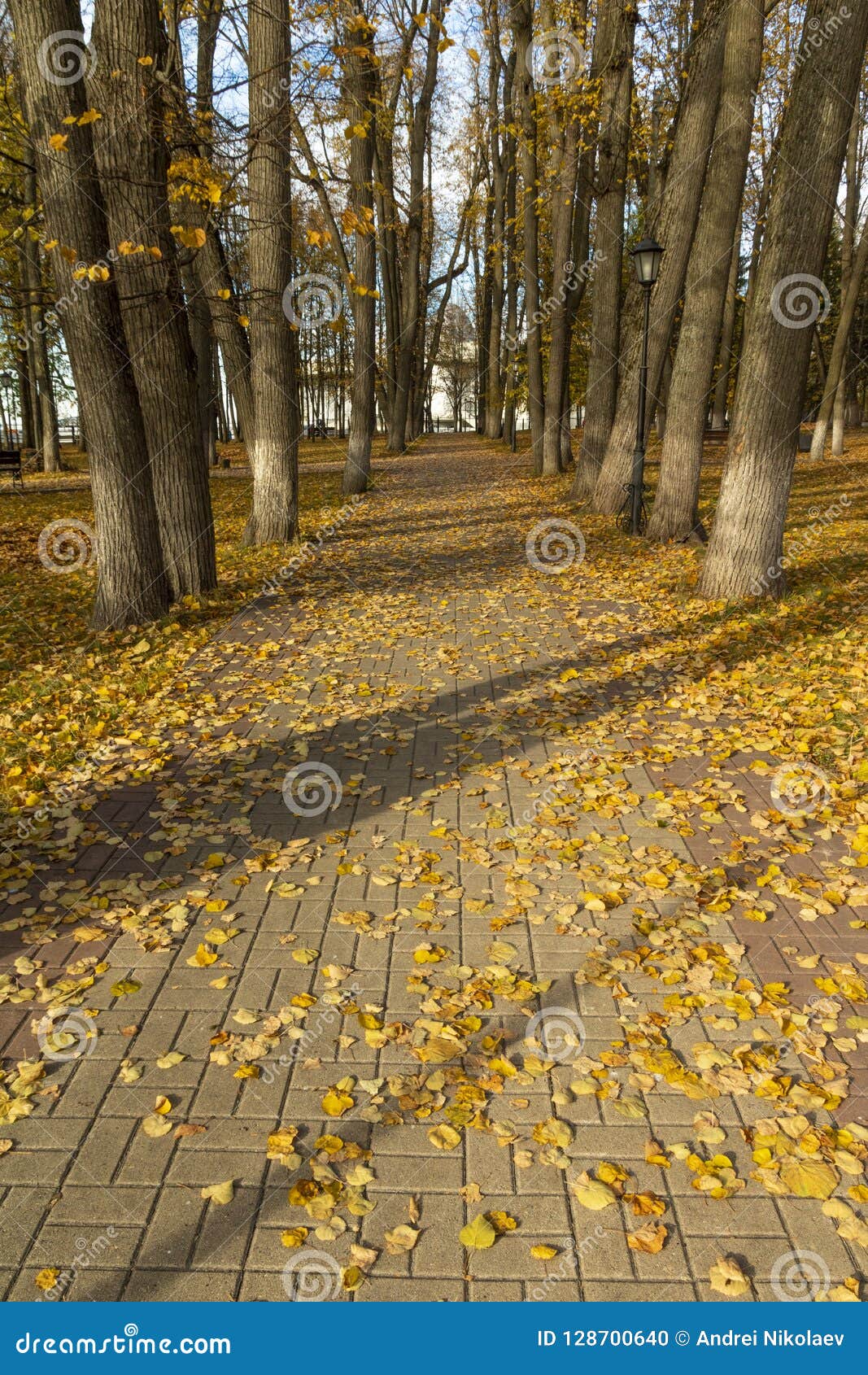 Autumn Park at noon stock photo. Image of outdoors, beautiful - 128700640