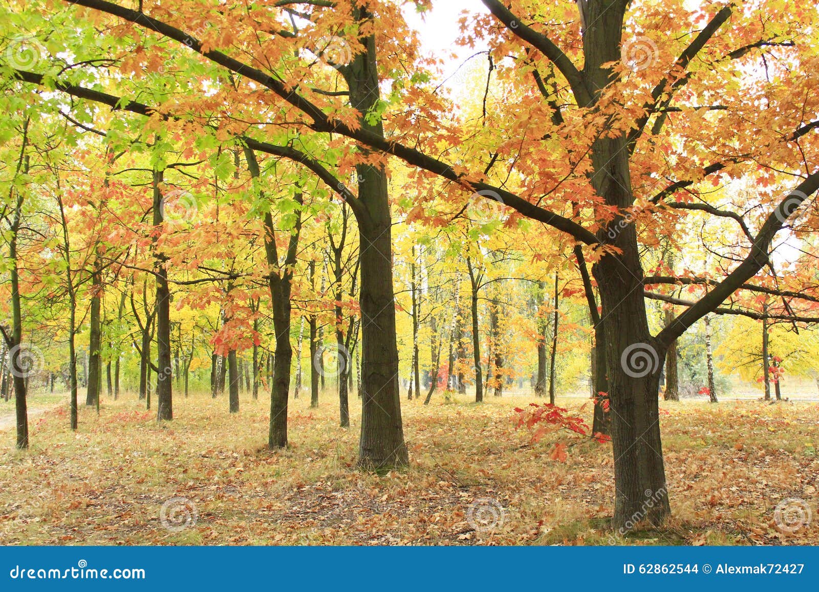 Autumn Park with Oaks and Maples in Yellow Trees Stock Photo - Image of ...