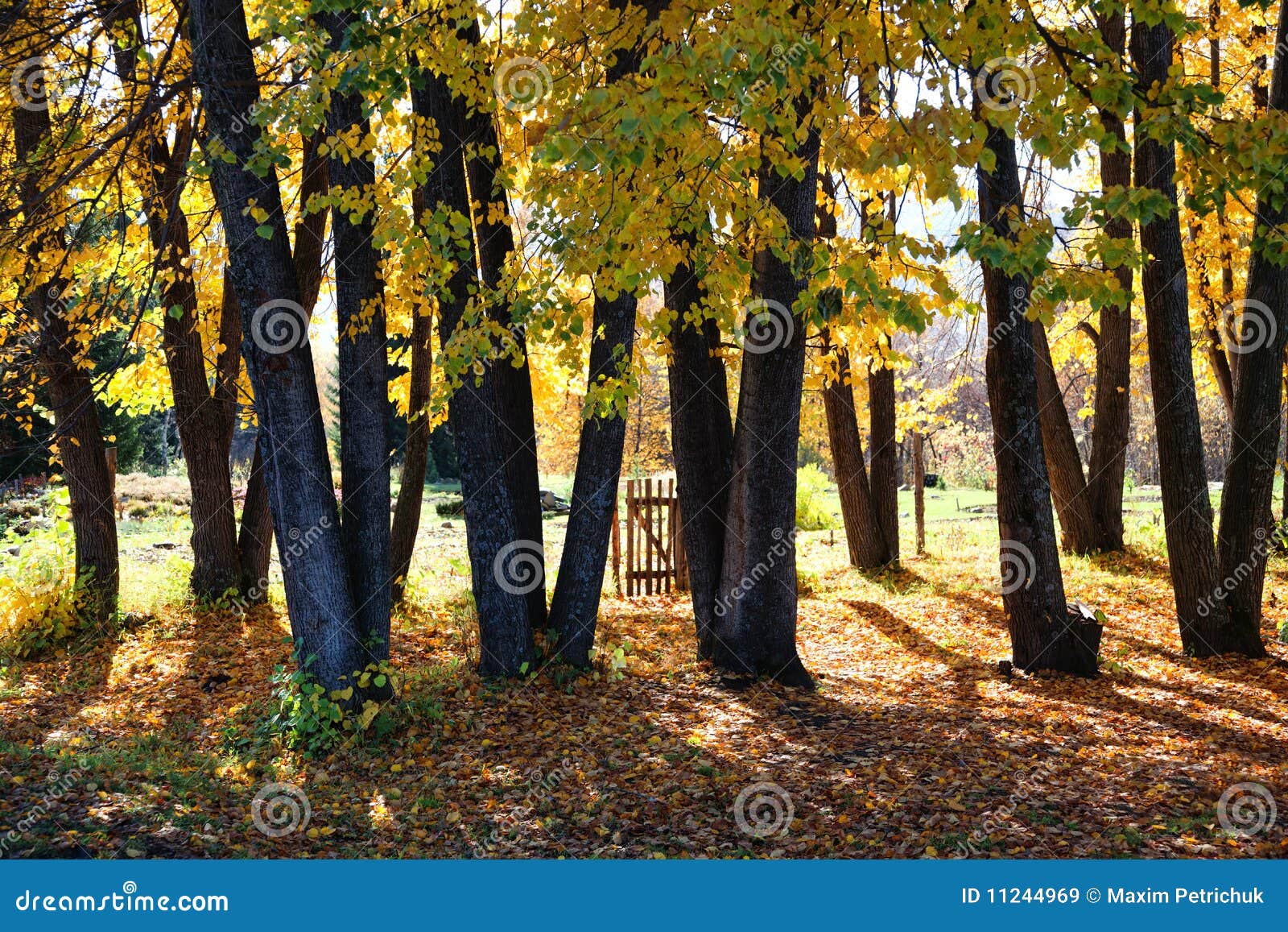 Autumn park and old gate stock image. Image of light - 11244969