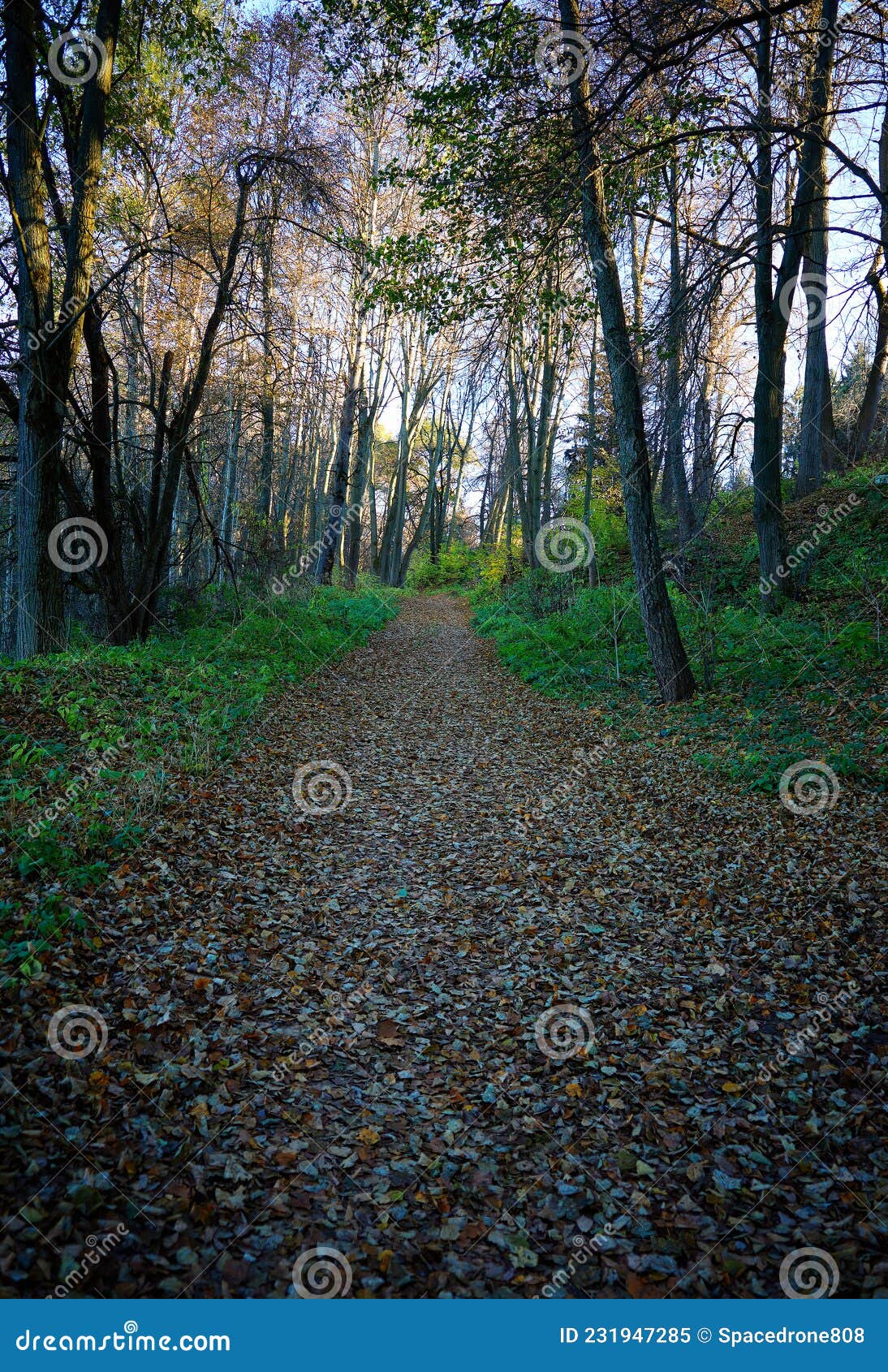 Autumn Park Path Landscape Background Stock Image - Image of park ...