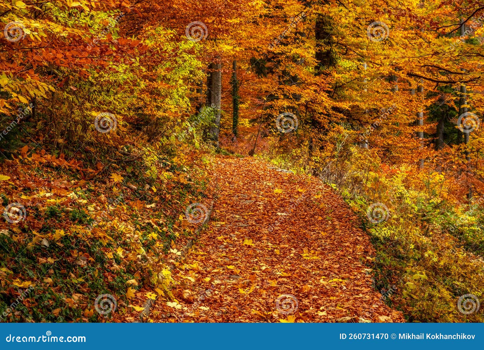 Autumn Park with Path and Leaves Stock Photo - Image of footpath ...