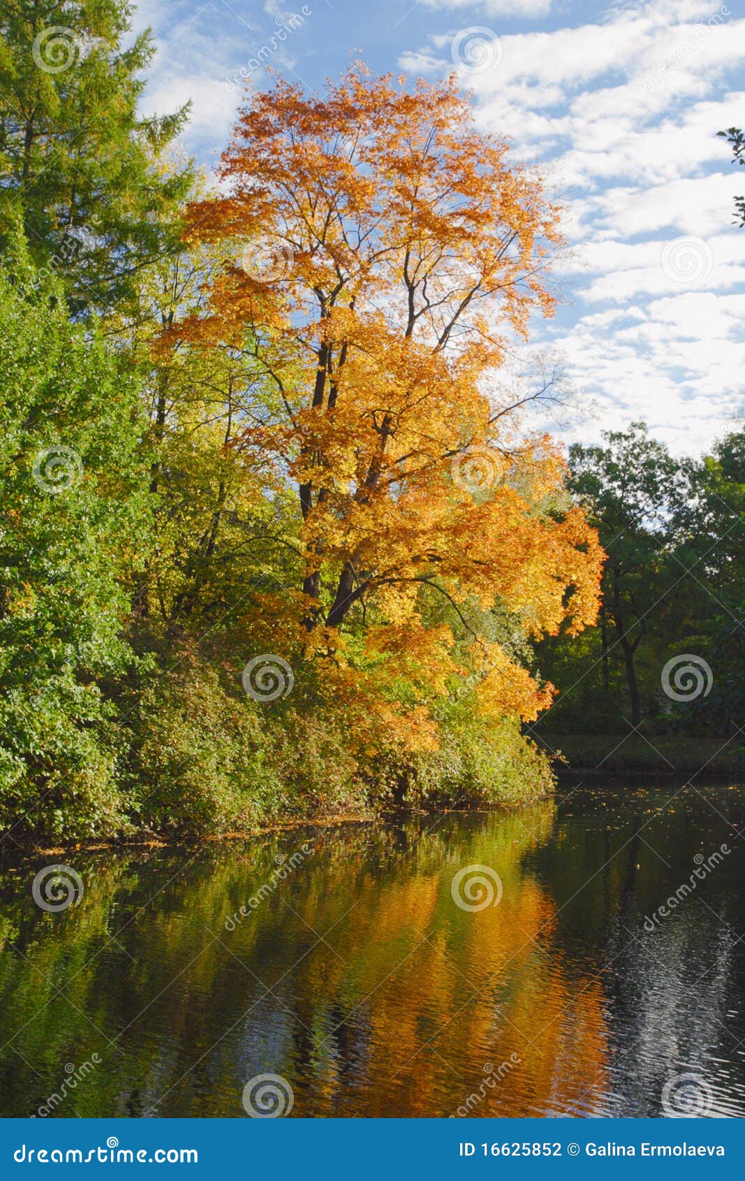 Autumn park with pond stock photo. Image of woods, outdoor - 16625852