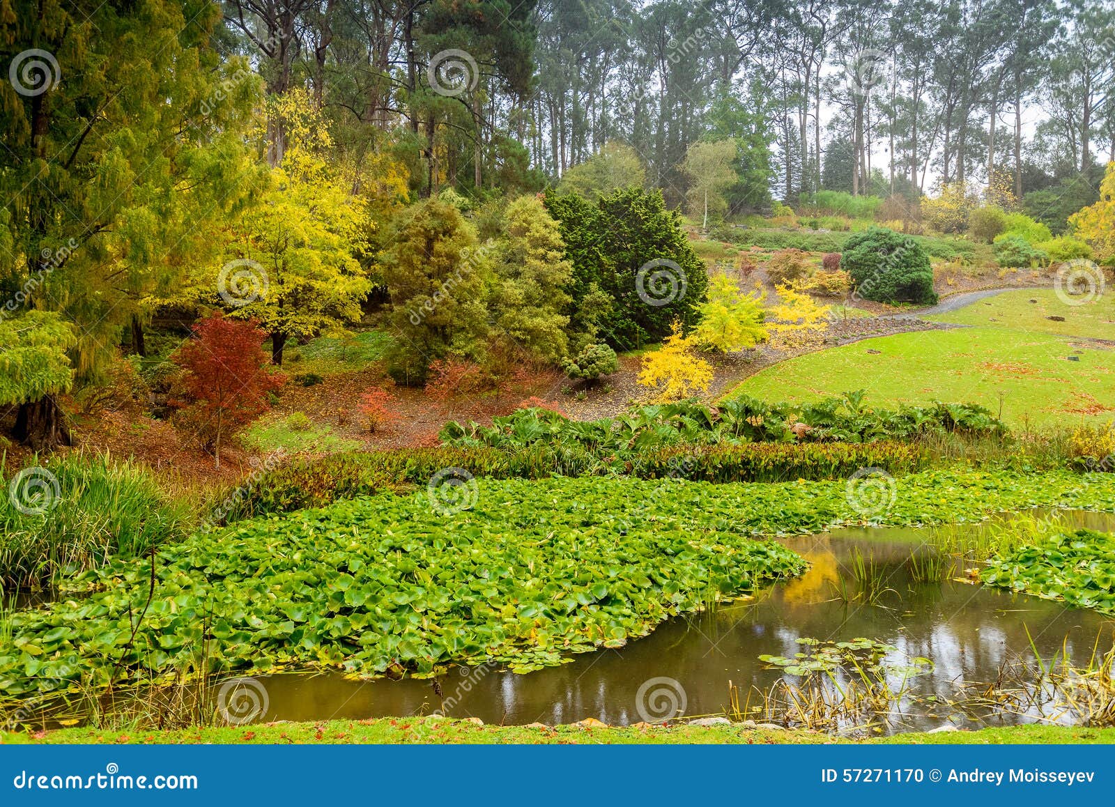 Autumn park with pond stock photo. Image of bright, botanic - 57271170