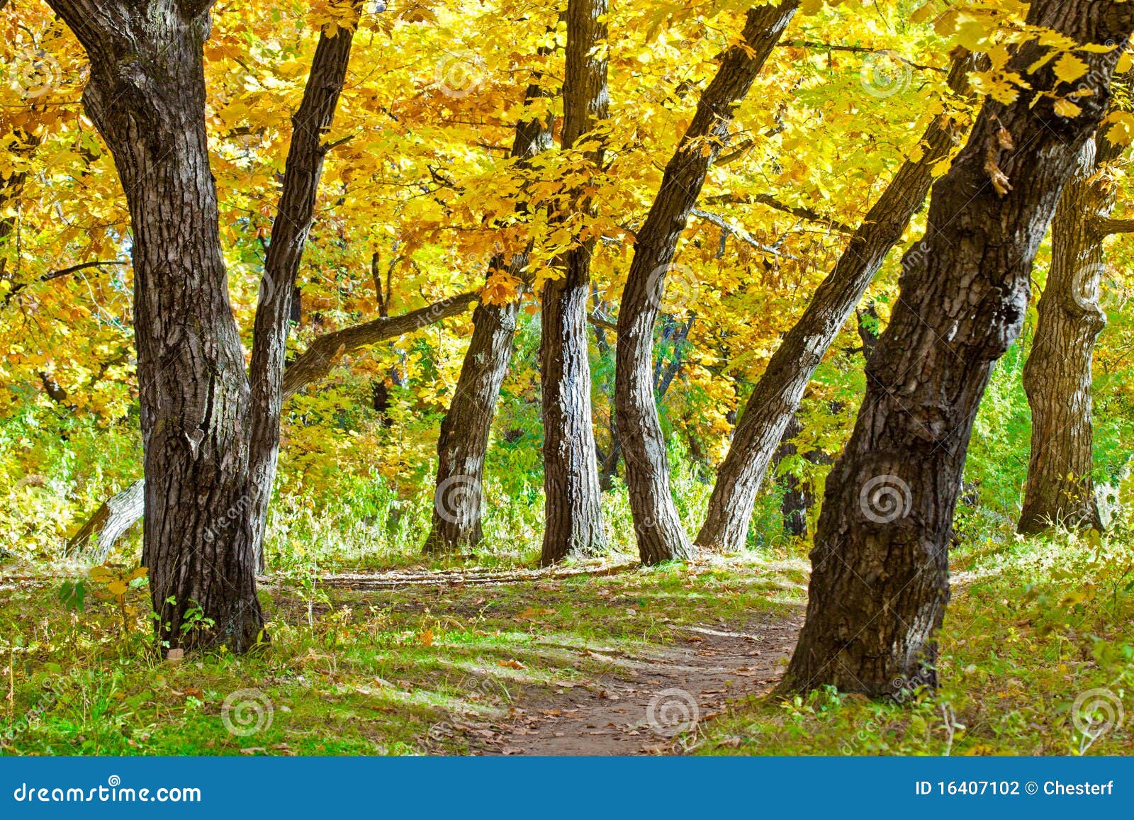Autumn park scene stock photo. Image of scenery, relax - 16407102