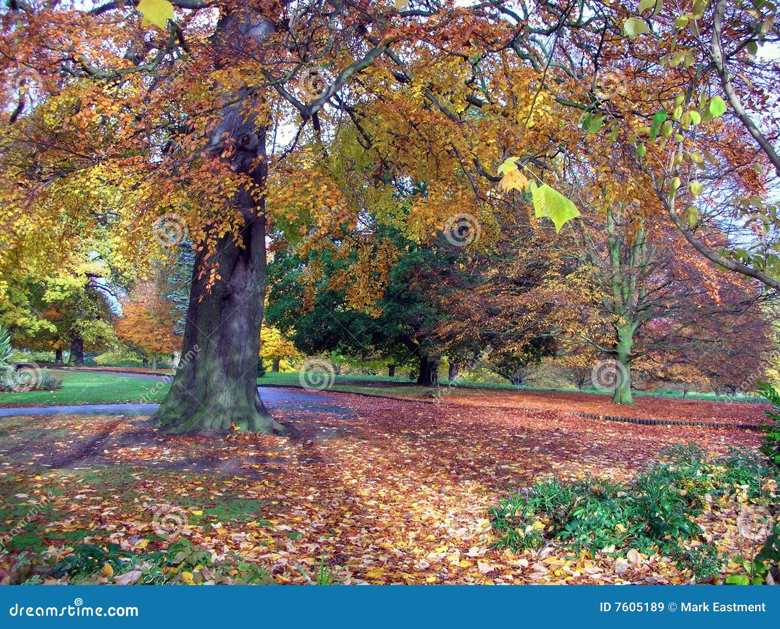 Autumn park scene stock image. Image of scenic, landscape - 7605189