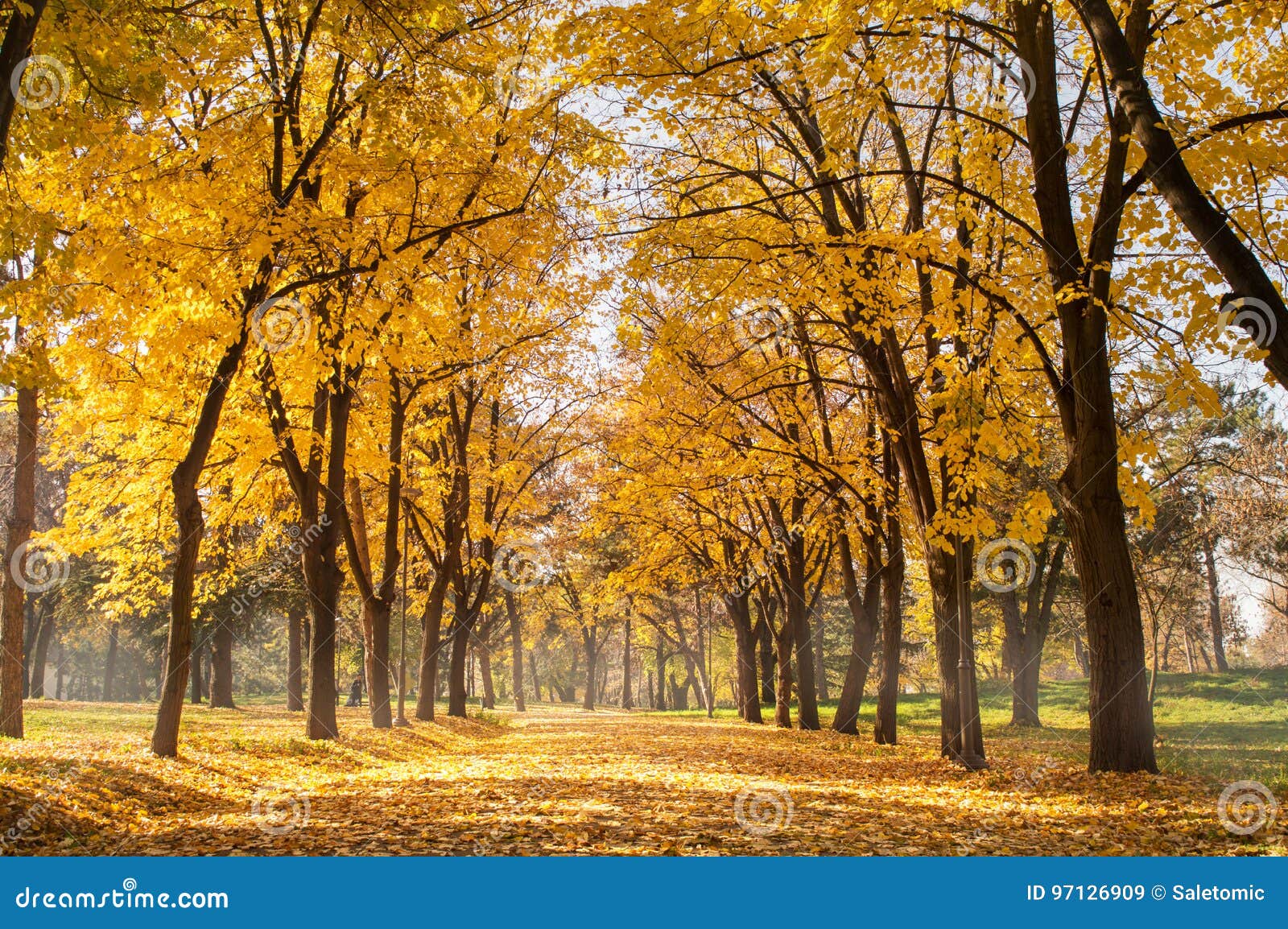 Autumn Park Scene of a Path in Fallen Leaves Stock Image - Image of ...