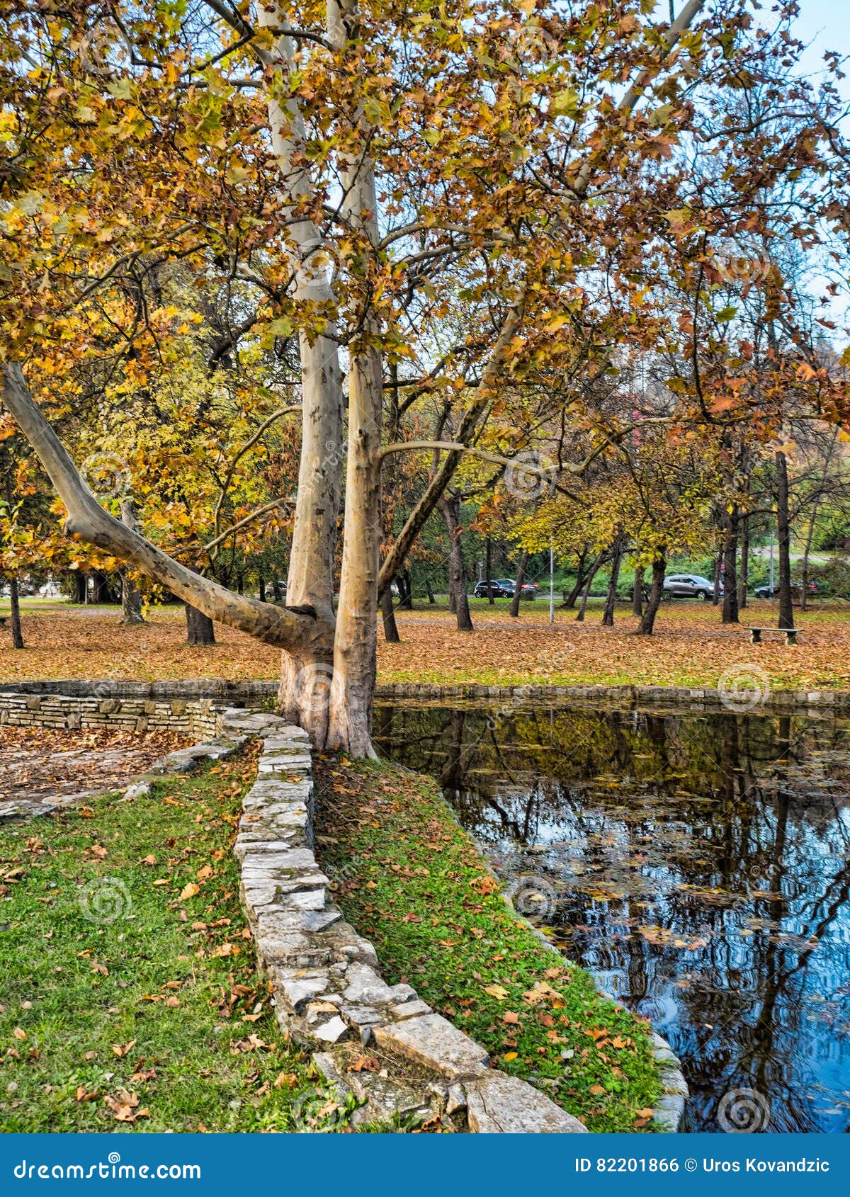 Autumn park scenes stock photo. Image of park, beauty - 82201866