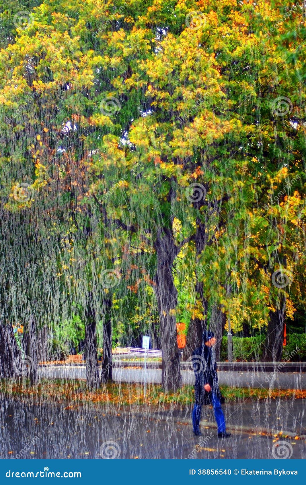 Autumn Park Seen through the Rain. Stock Photo - Image of fall, brown ...