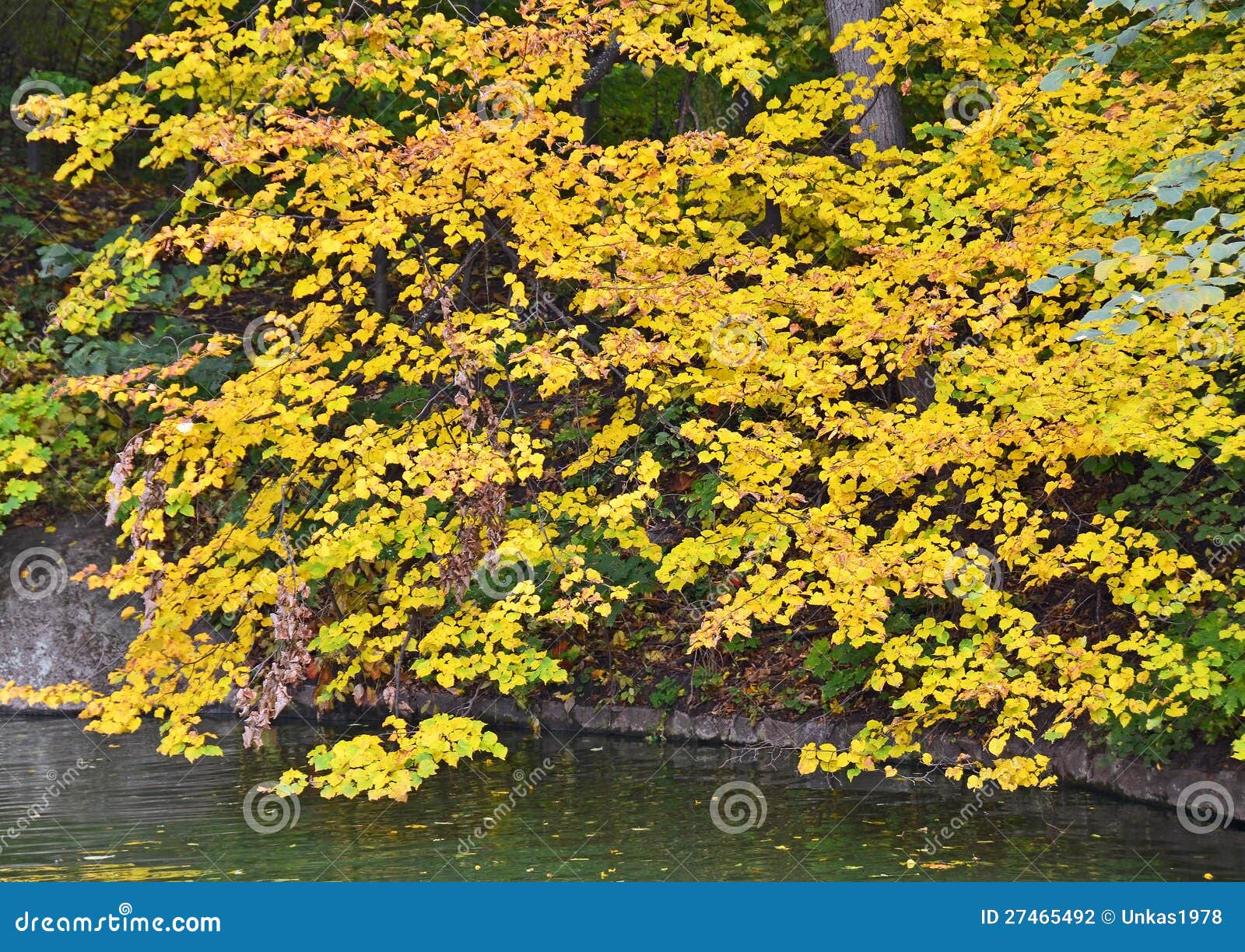 Autumn Park Tree Over Water Stock Photo - Image of outdoor, park: 27465492