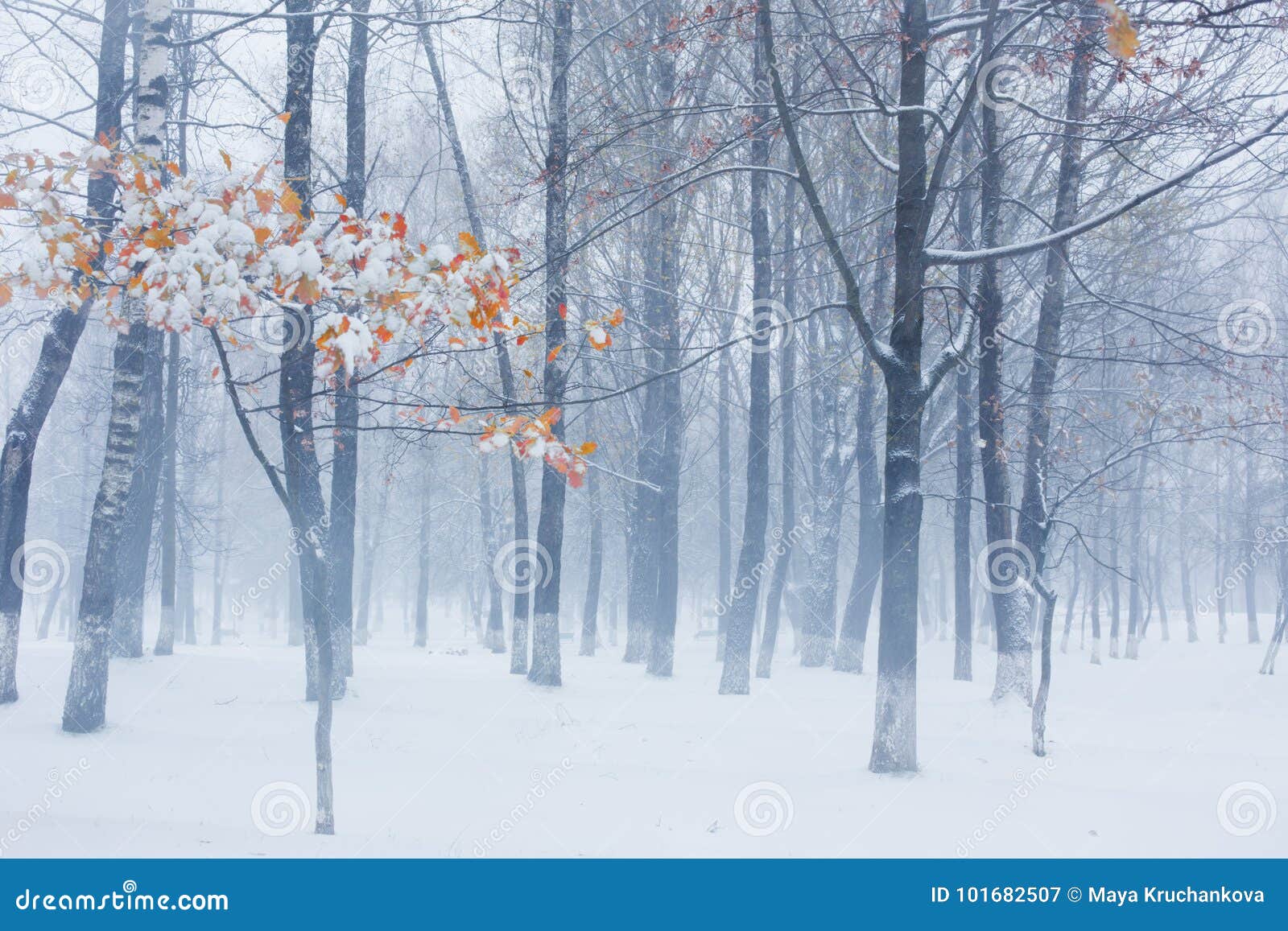 Autumn Park Under First Snow Stock Image - Image of natural, green ...