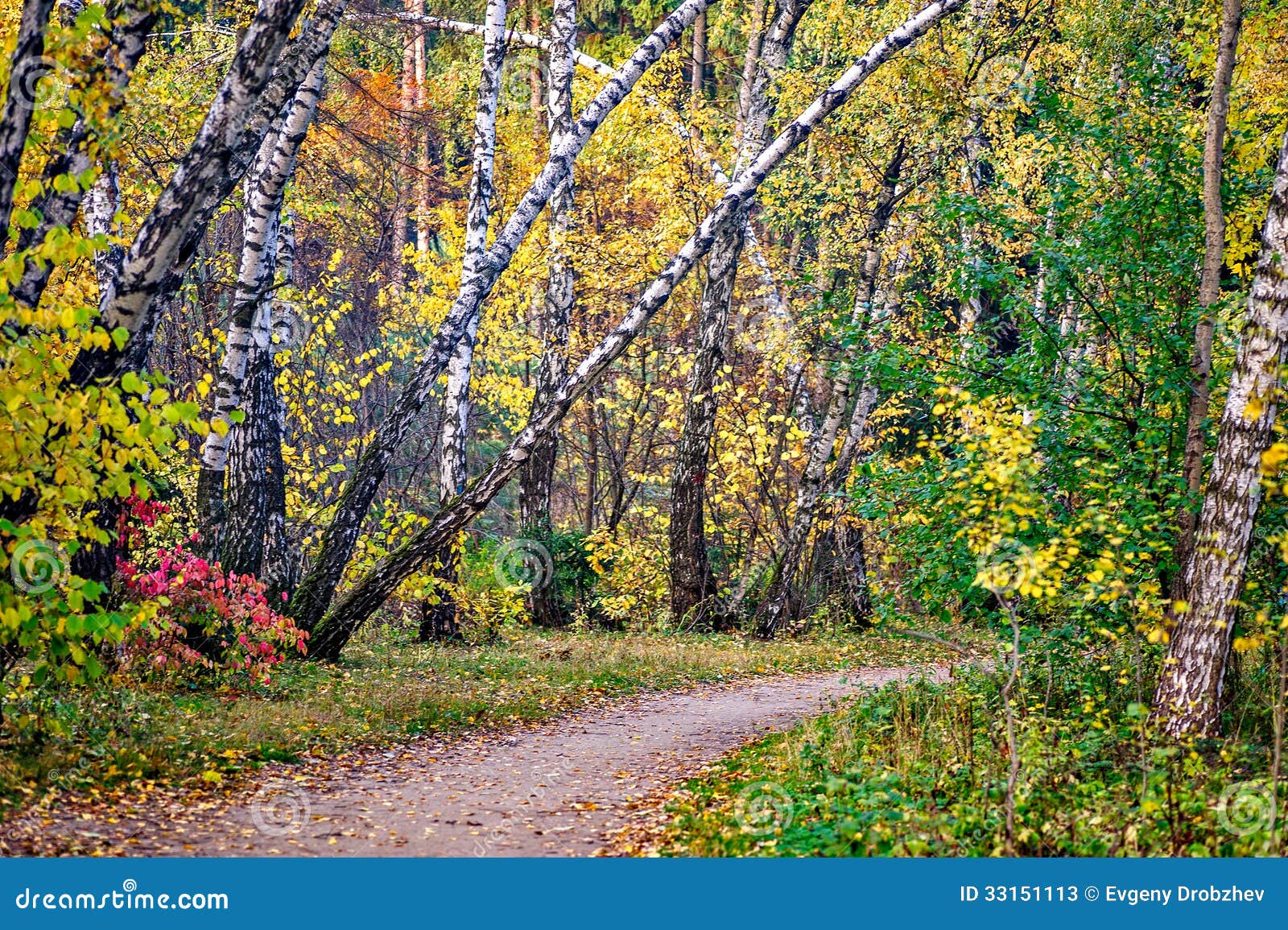 Autumn park stock image. Image of countryside, orange - 33151113