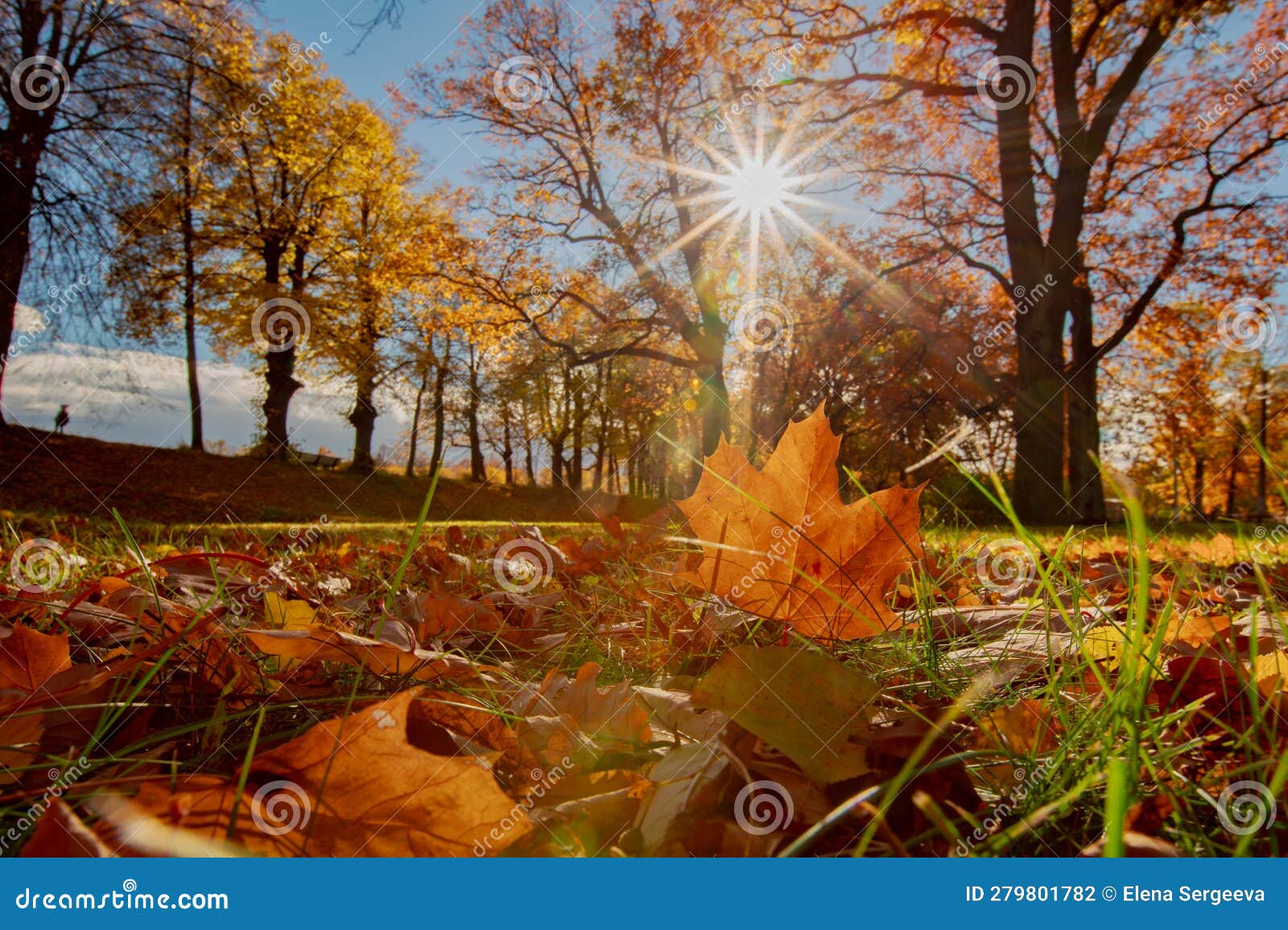 Autumn Park Wallpaper, Leaf Fall Season, Sun Rays through the Branches ...
