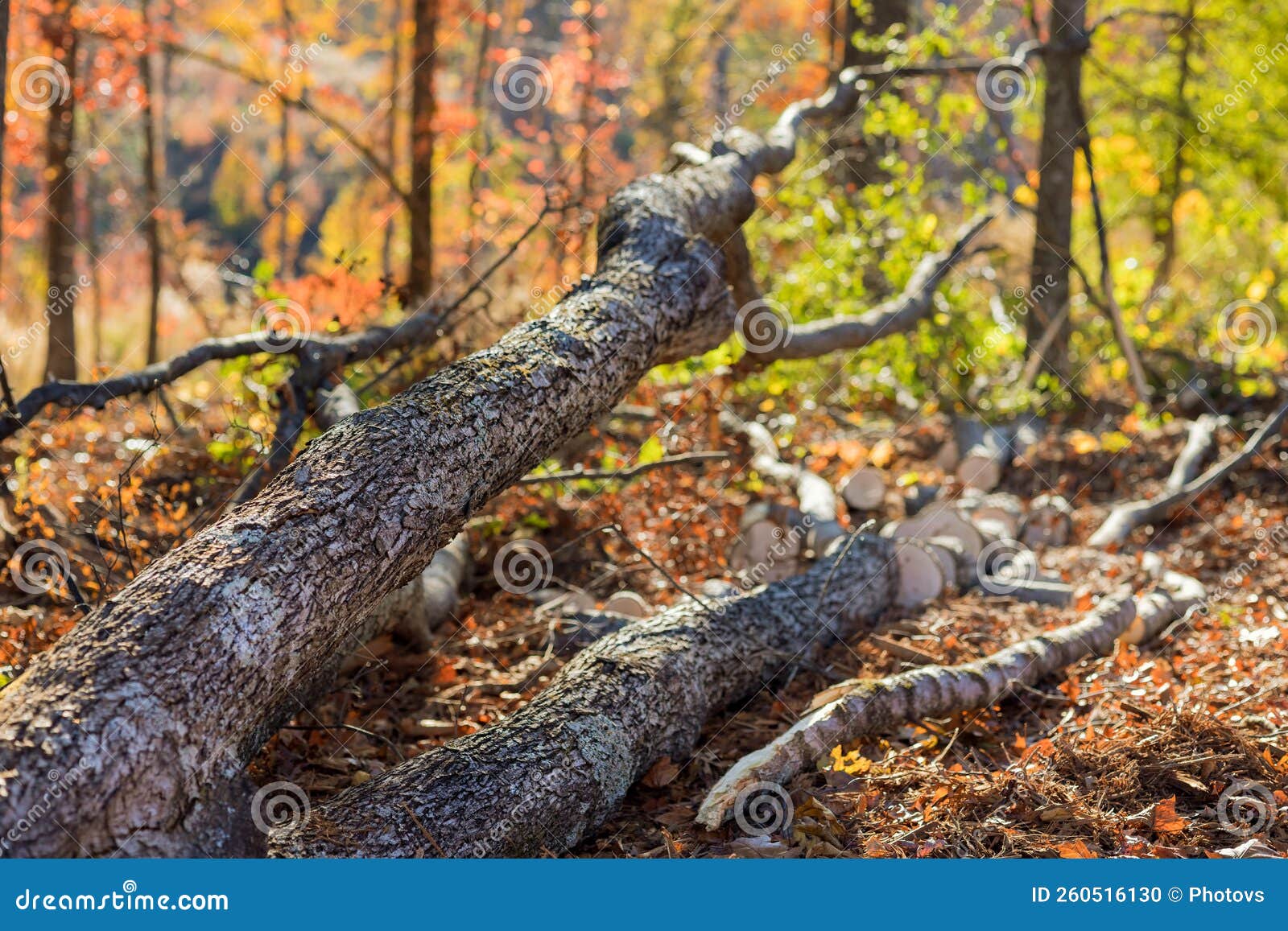 The Autumn Park Was Damaged by Trees that Fell after the Tornado Hit ...