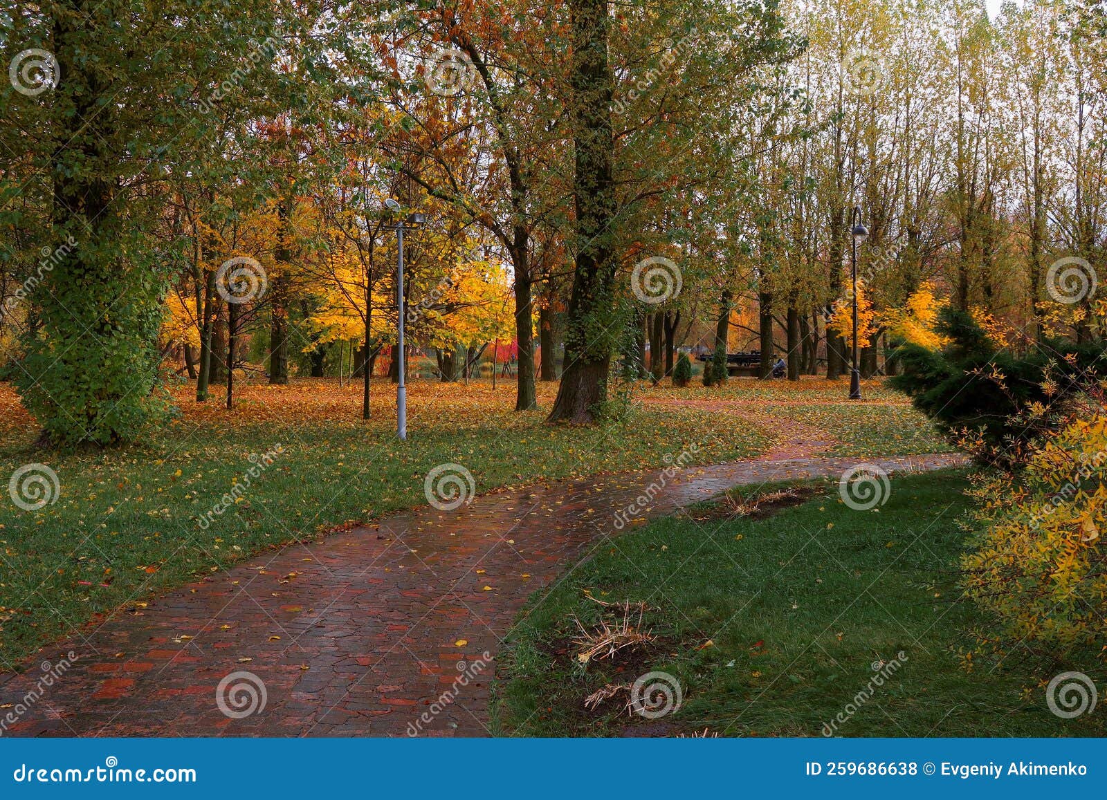 Autumn in the Park: Yellowed Trees, Beautiful Nature Stock Photo ...