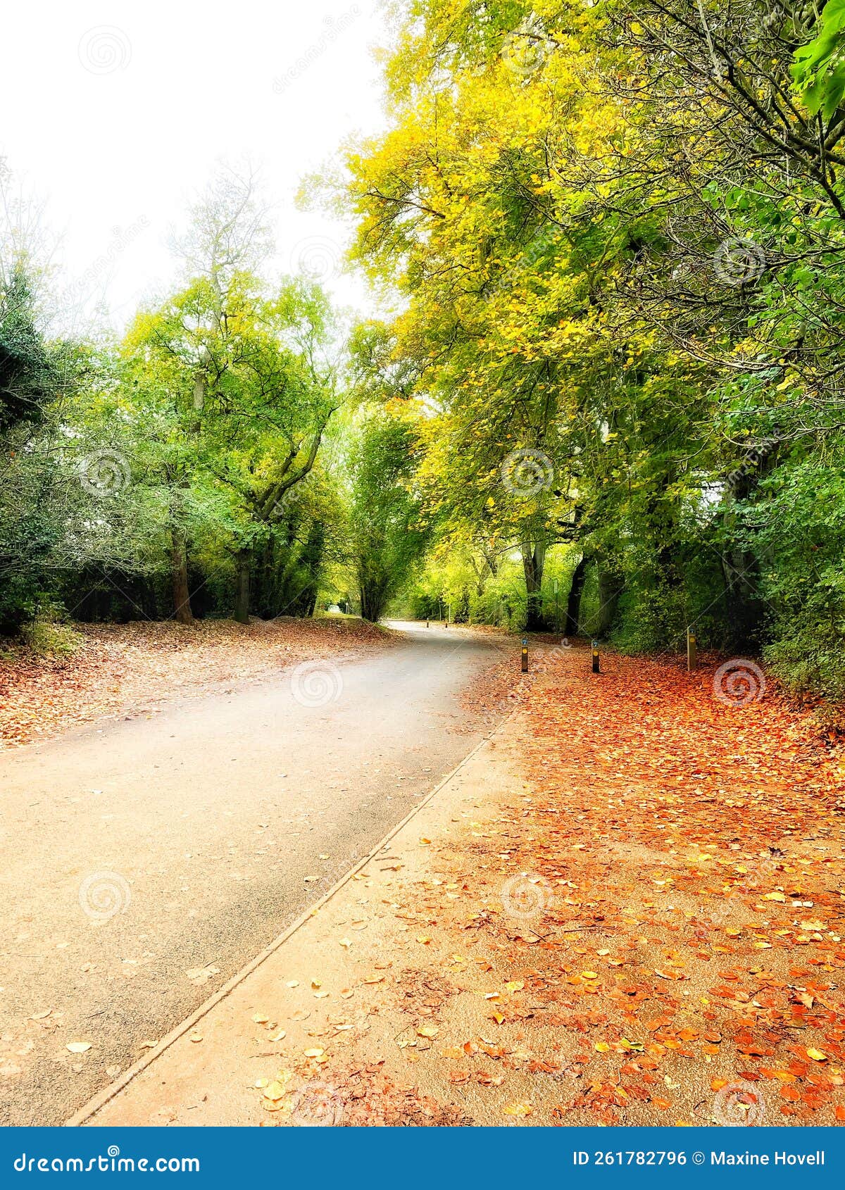 Path Under the Trees in Autumn Stock Photo - Image of parkland, golden ...