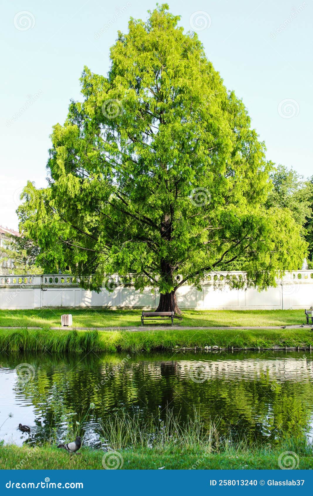 Autumn Parks and a Beautiful Tree. Stock Photo - Image of duck, meadow ... Autumn Parks and a Beautiful Tree. Stock Photo - Image of duck, meadow ...
