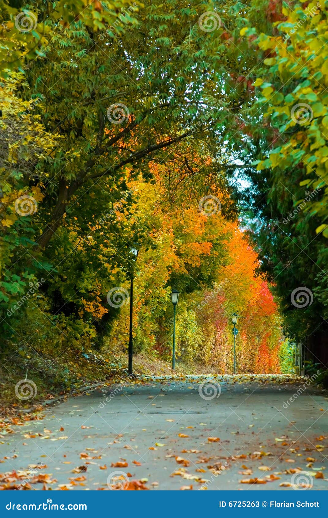 Autumn passage stock image. Image of gateway, forest, leaves - 6725263