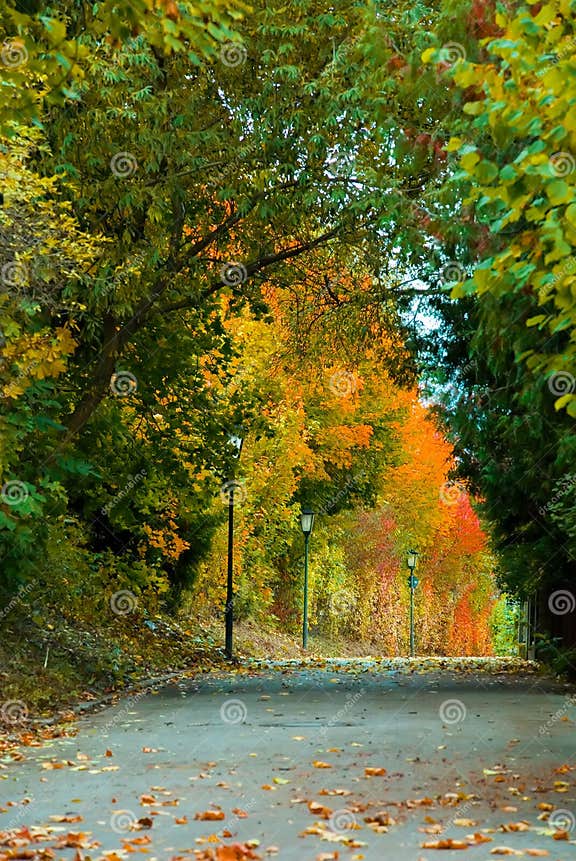 Autumn passage stock image. Image of gateway, forest, leaves - 6725263