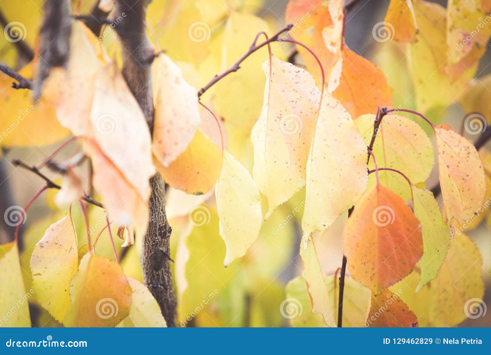 Autumn Pastel Leaves Background Stock Image - Image of pattern ...