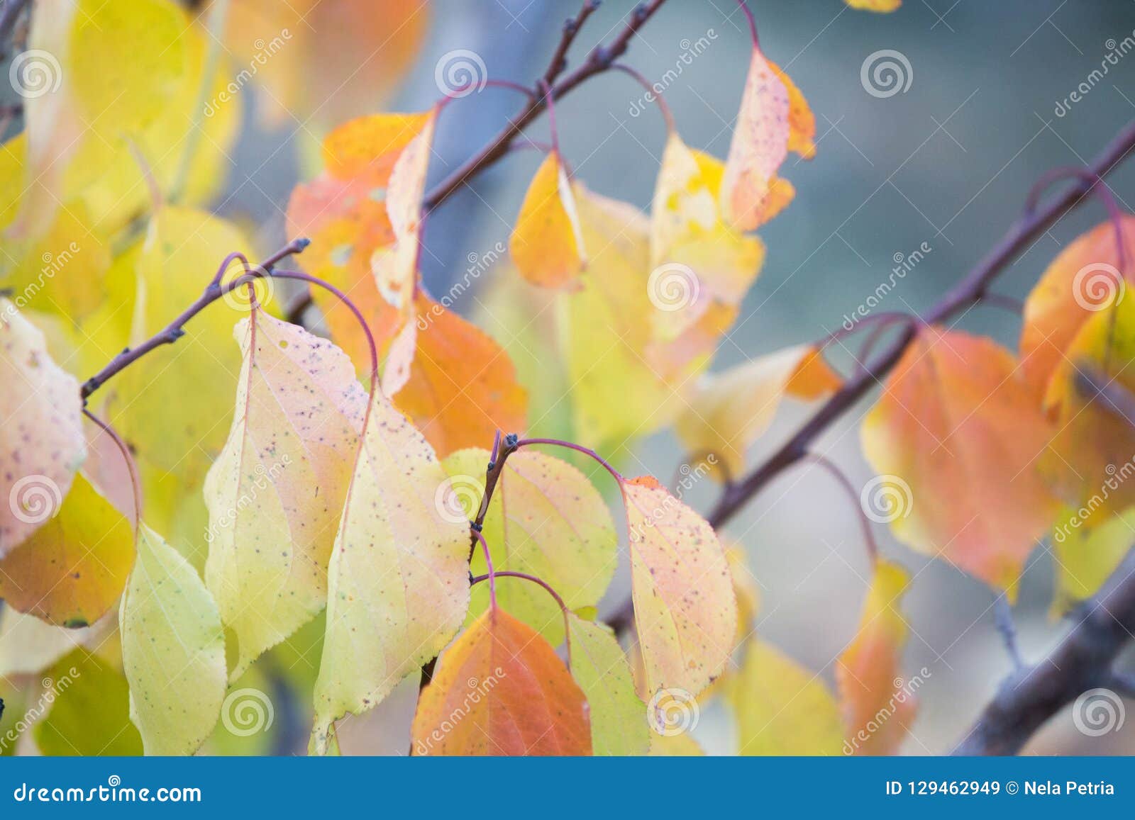 Autumn Pastel Leaves Background Stock Image - Image of pattern, leaves ...