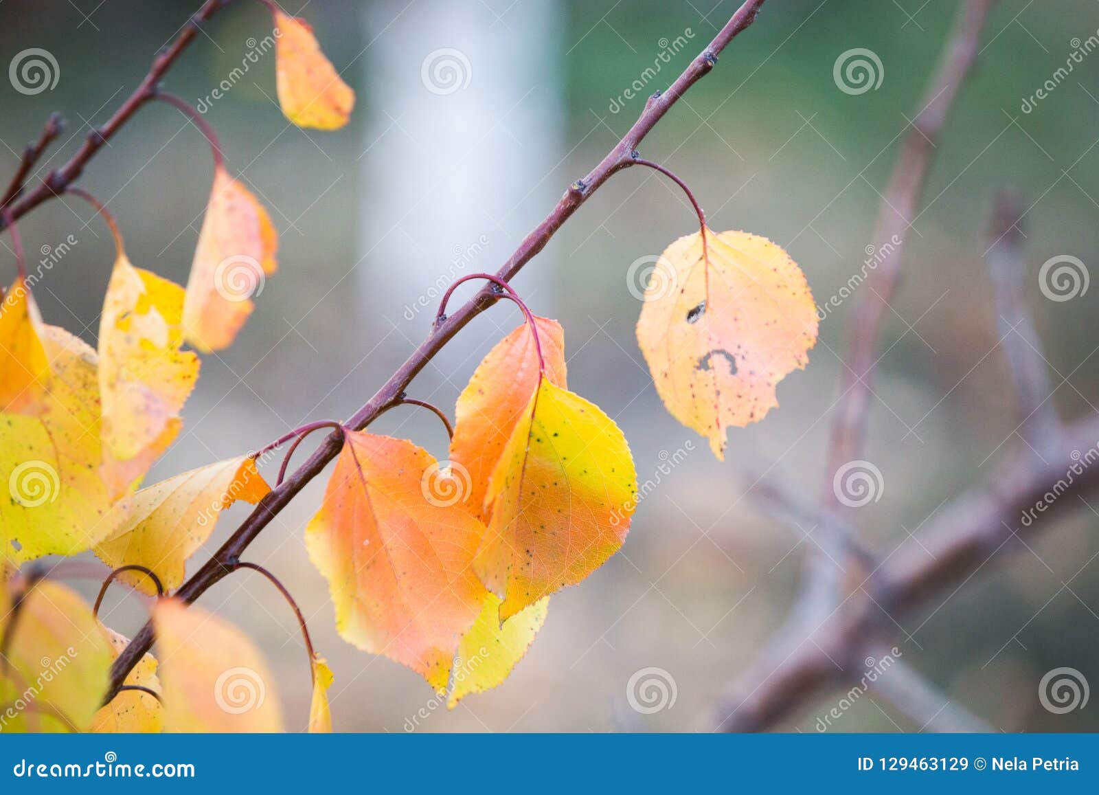 Autumn Pastel Leaves Background Stock Image - Image of overhead, leaf ...