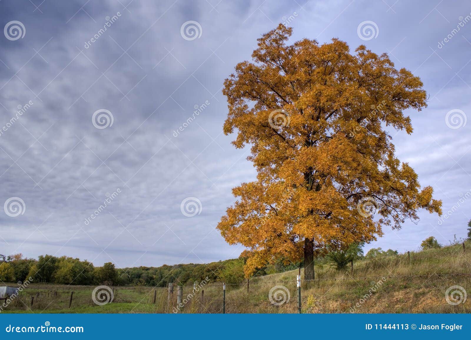 Autumn Pasture stock image. Image of grass, maple, green - 11444113