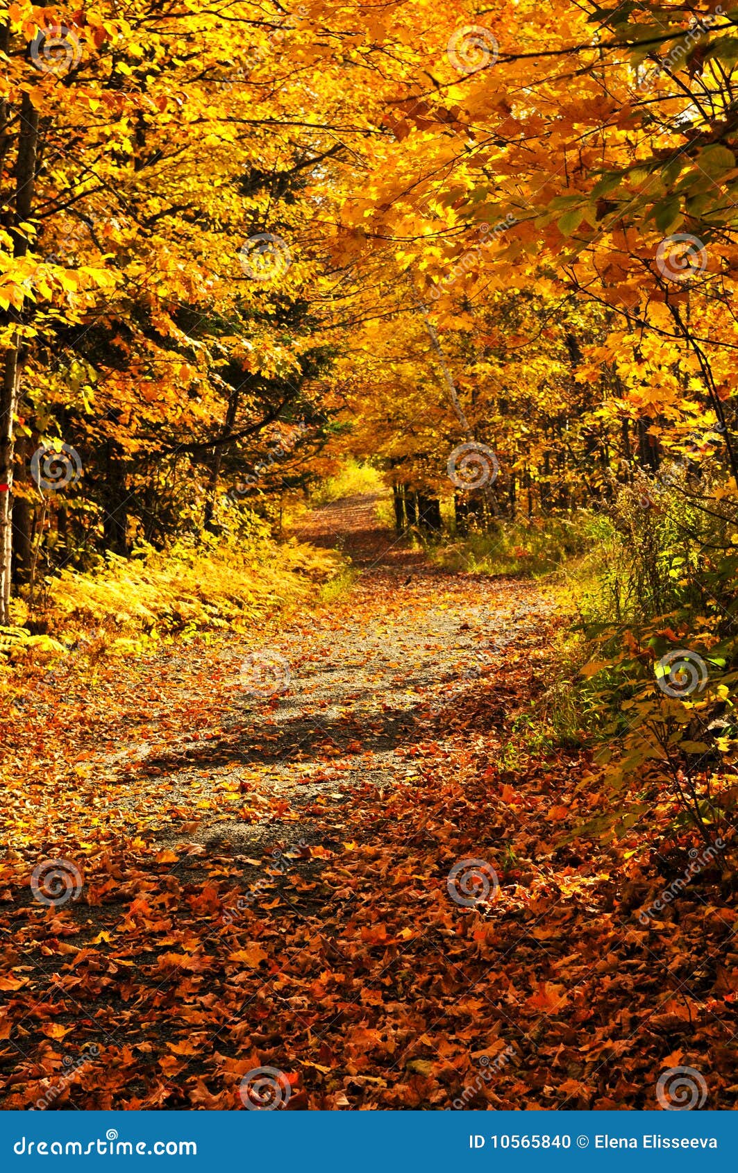 Autumn path stock photo. Image of natural, park, mixed - 10565840