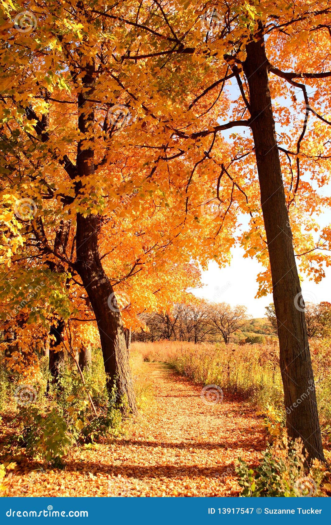 Autumn Path stock image. Image of sunlight, tree, orange - 13917547