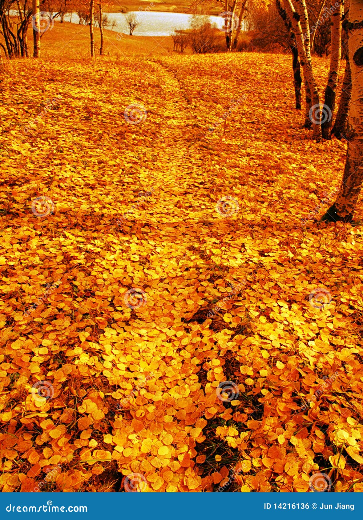 Autumn Path stock photo. Image of color, hiking, autumn - 14216136