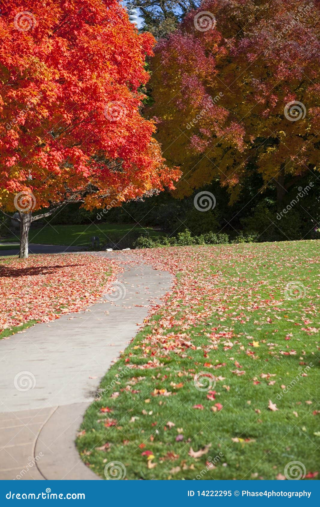 Autumn path stock image. Image of fall, branches, seasonal - 14222295