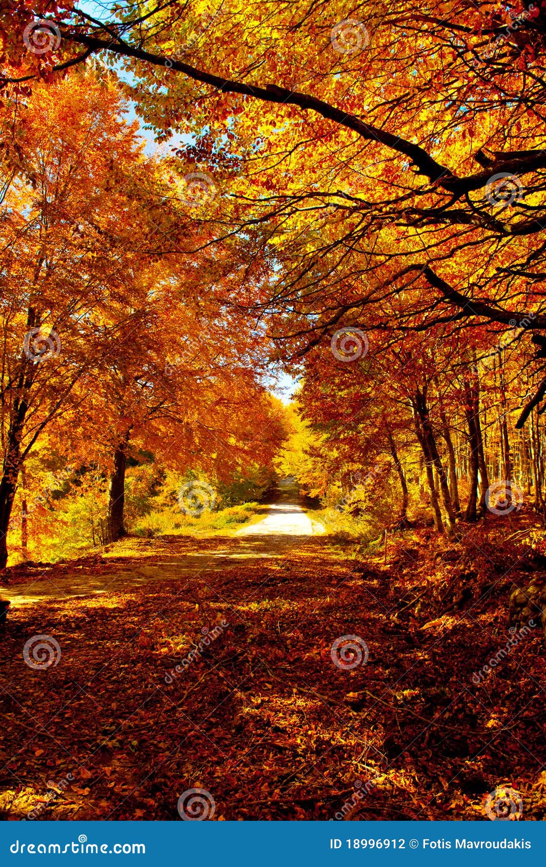 Autumn path stock photo. Image of tree, forest, foliage - 18996912