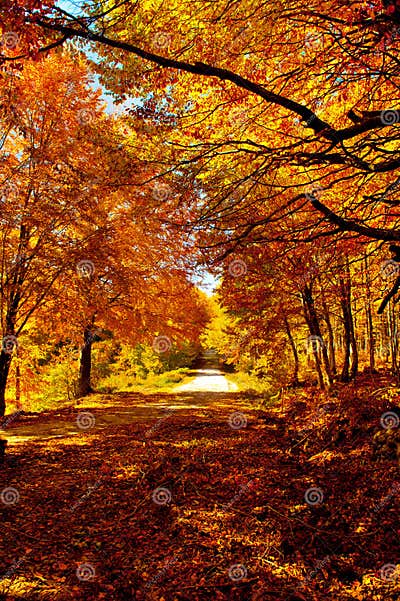 Autumn path stock photo. Image of tree, forest, foliage - 18996912