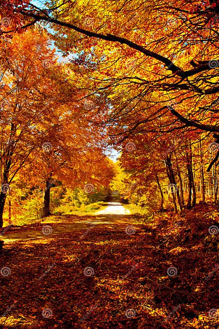 Autumn path stock photo. Image of tree, forest, foliage - 18996912