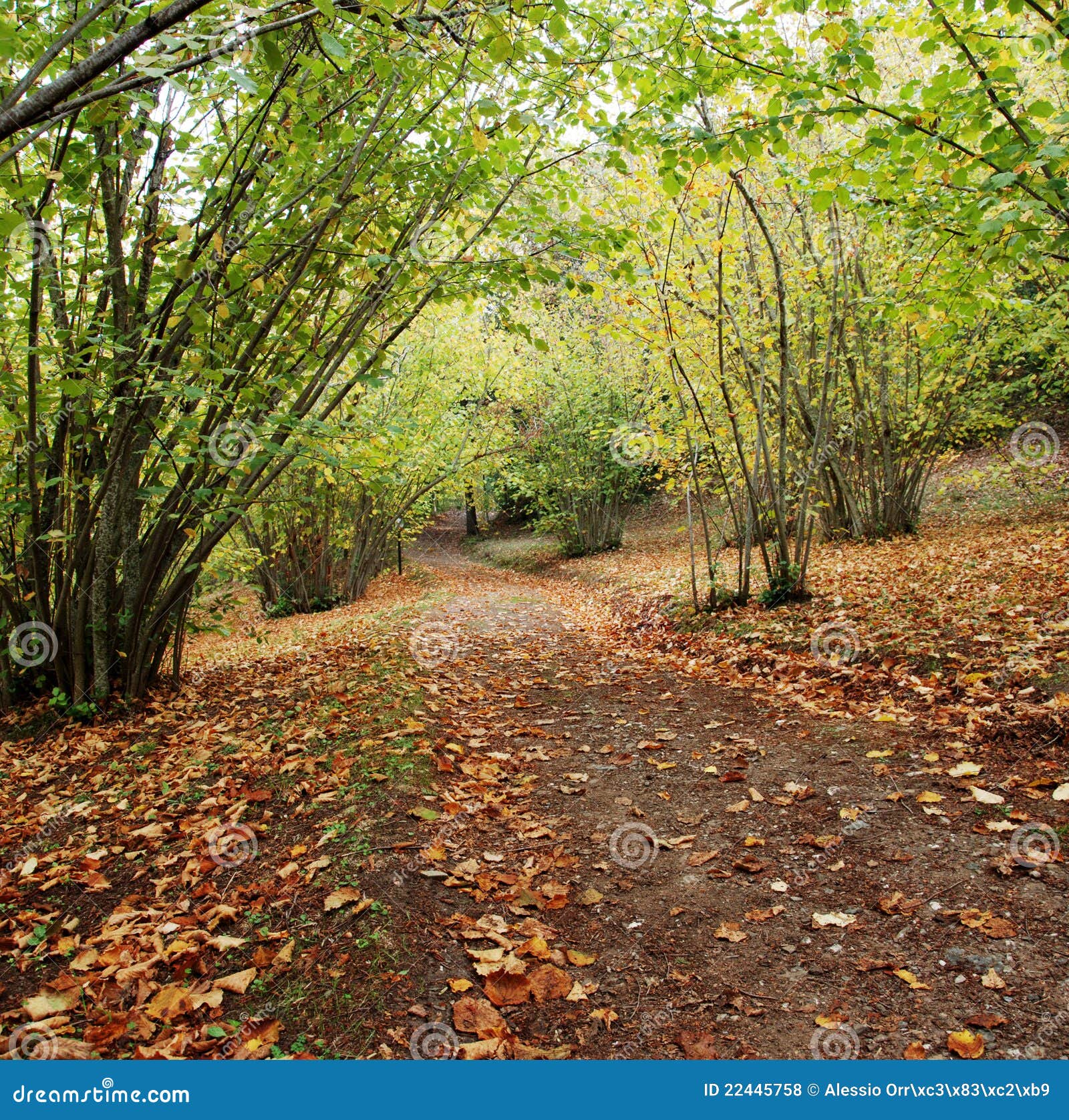 Autumn path stock photo. Image of nature, autumn, walk - 22445758