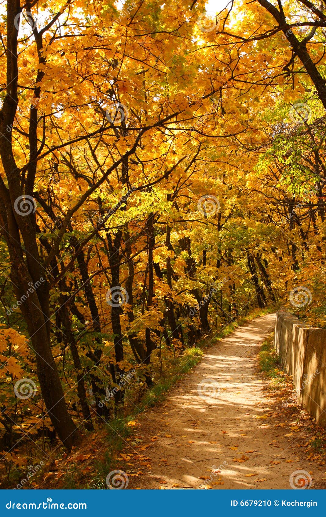 Autumn path stock photo. Image of golden, background, beautiful - 6679210