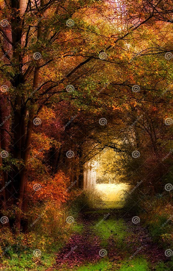 Autumn path stock photo. Image of leaves, canopy, october - 6947536