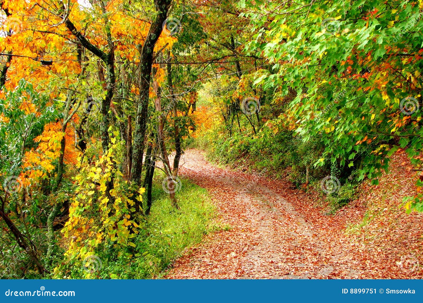 Autumn Path stock image. Image of foliage, trees, carolina - 8899751