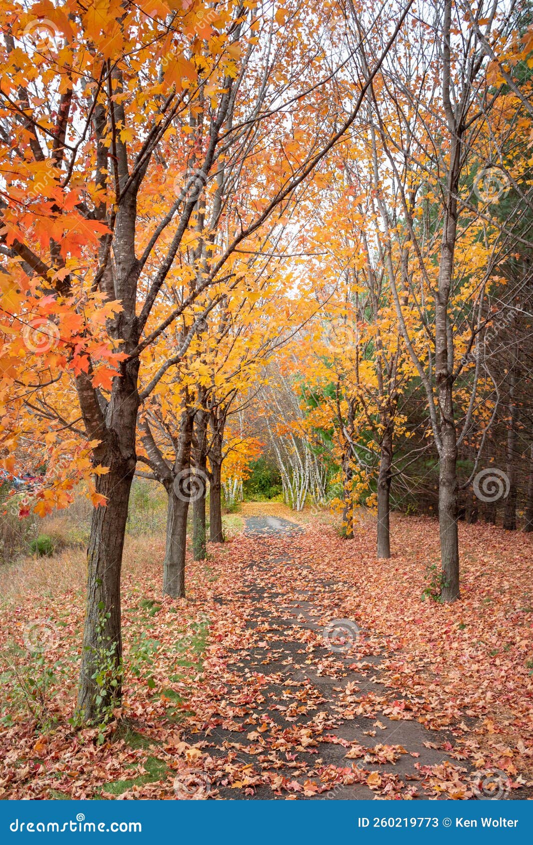 Autumn Path of Birch and Maple Stock Image - Image of fall, orange ...