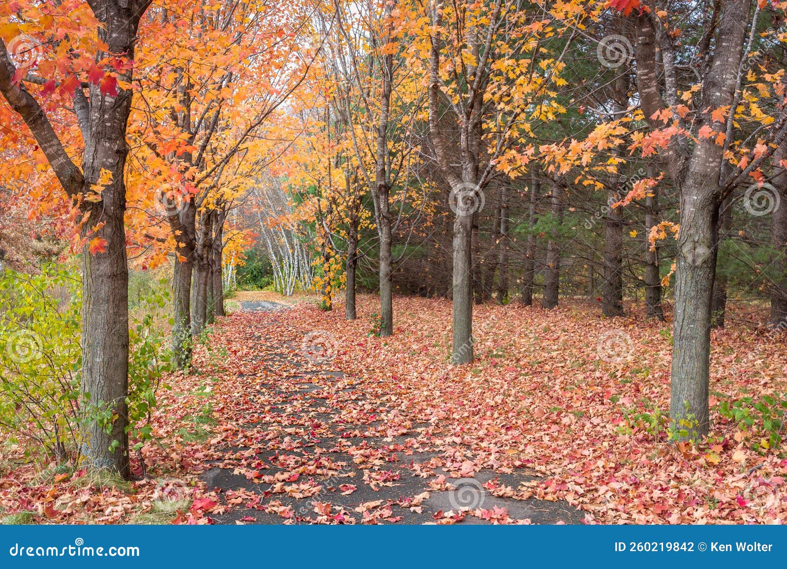 Autumn Path of Birch and Maple Stock Photo - Image of aspen, landscape ...