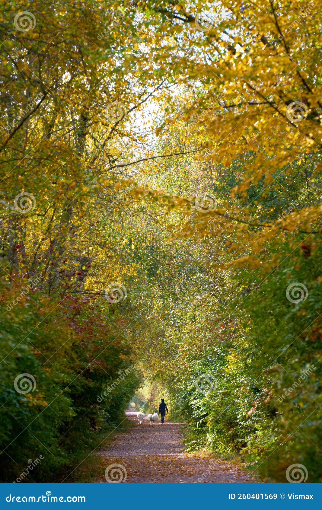 Autumn Path Deciduous Forest Editorial Stock Image - Image of autumn ...