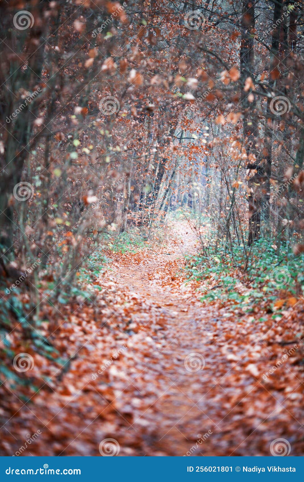 Autumn Mysterious Path Strewn with Golden Leaves Stock Image - Image of ... Autumn Mysterious Path Strewn with Golden Leaves Stock Image - Image of ...