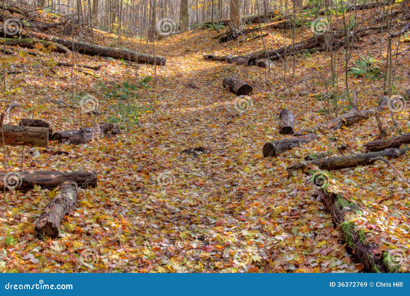 Autumn Path and Logs stock image. Image of path, trees - 36372769