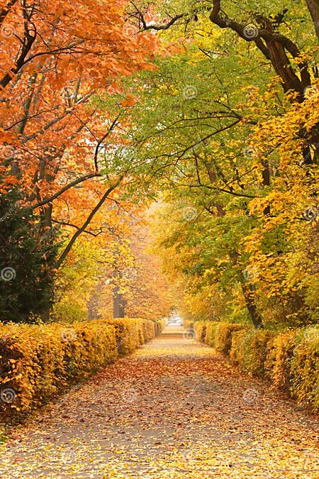 Autumn path in park stock photo. Image of tree, woodland - 3853492