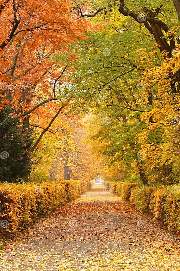 Autumn path in park stock photo. Image of tree, woodland - 3853492