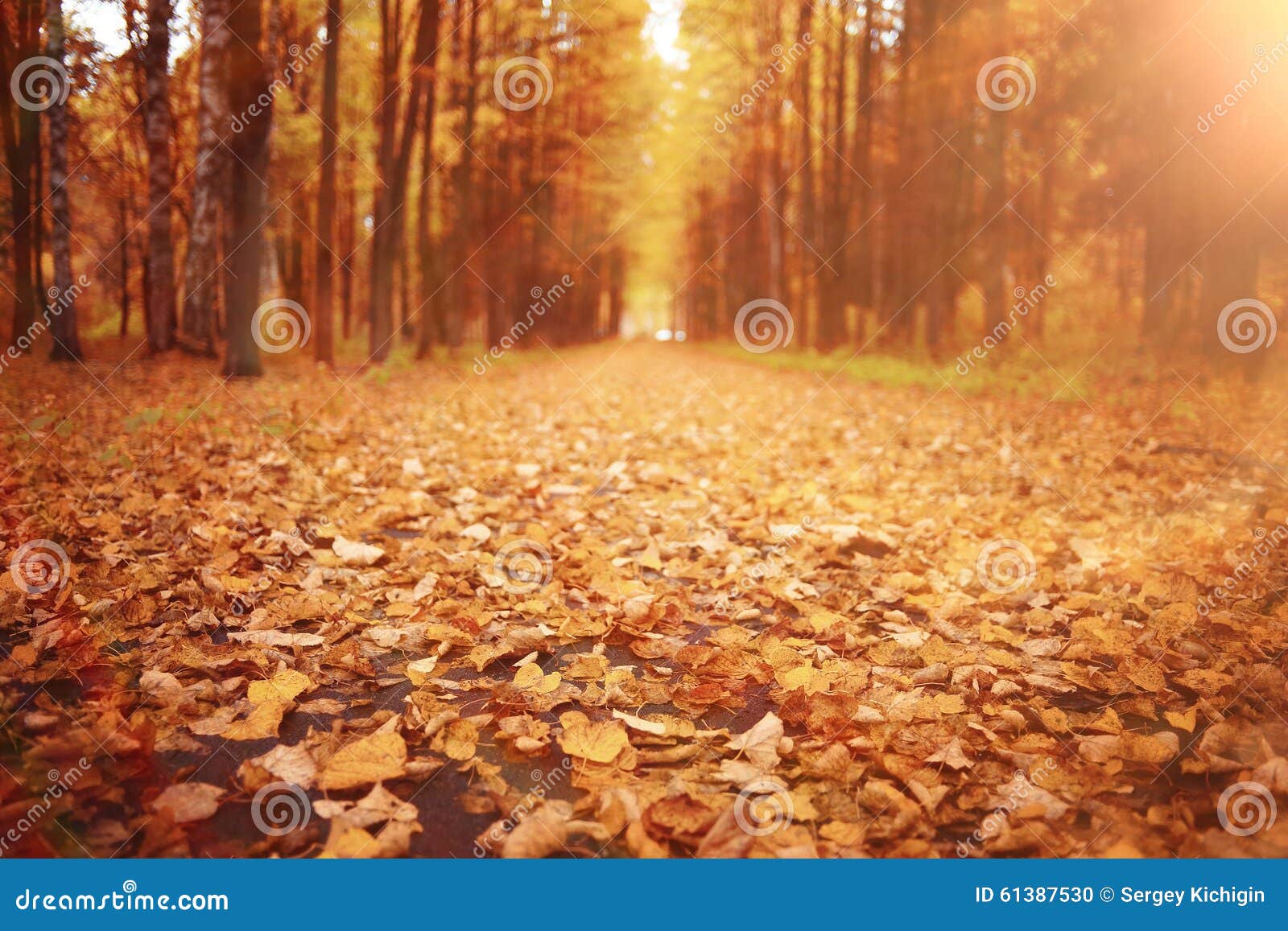 Autumn path in the park stock photo. Image of nature - 61387530
