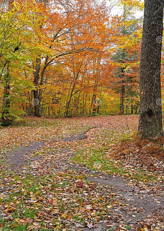 Autumn path - Pennsylvania stock image. Image of trees - 21645527