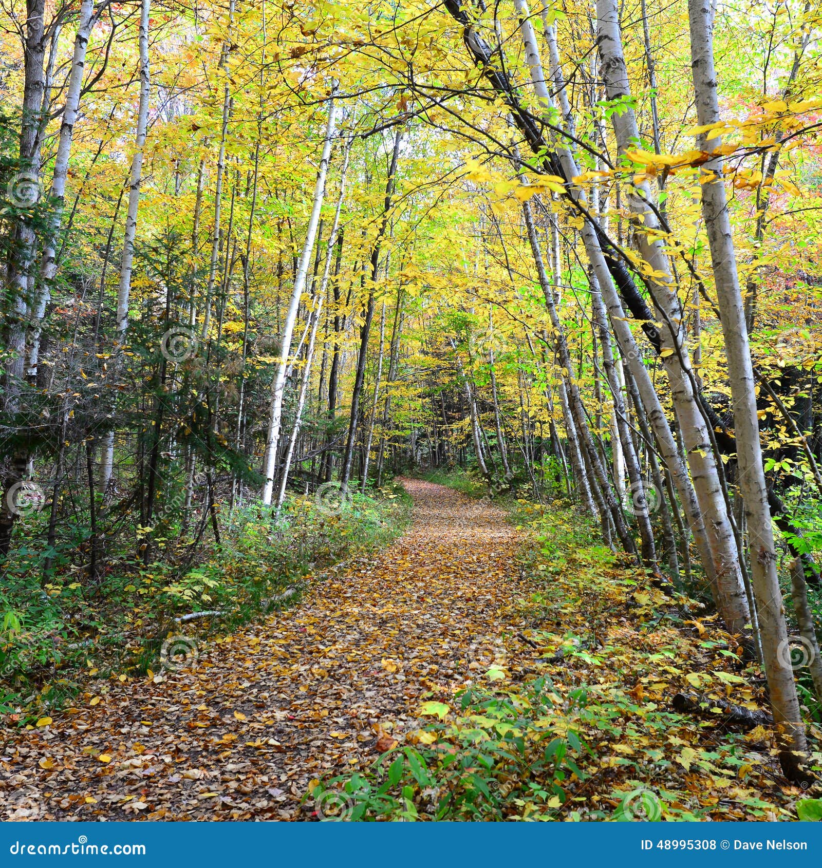 Autumn path stock photo. Image of wilderness, forest - 48995308