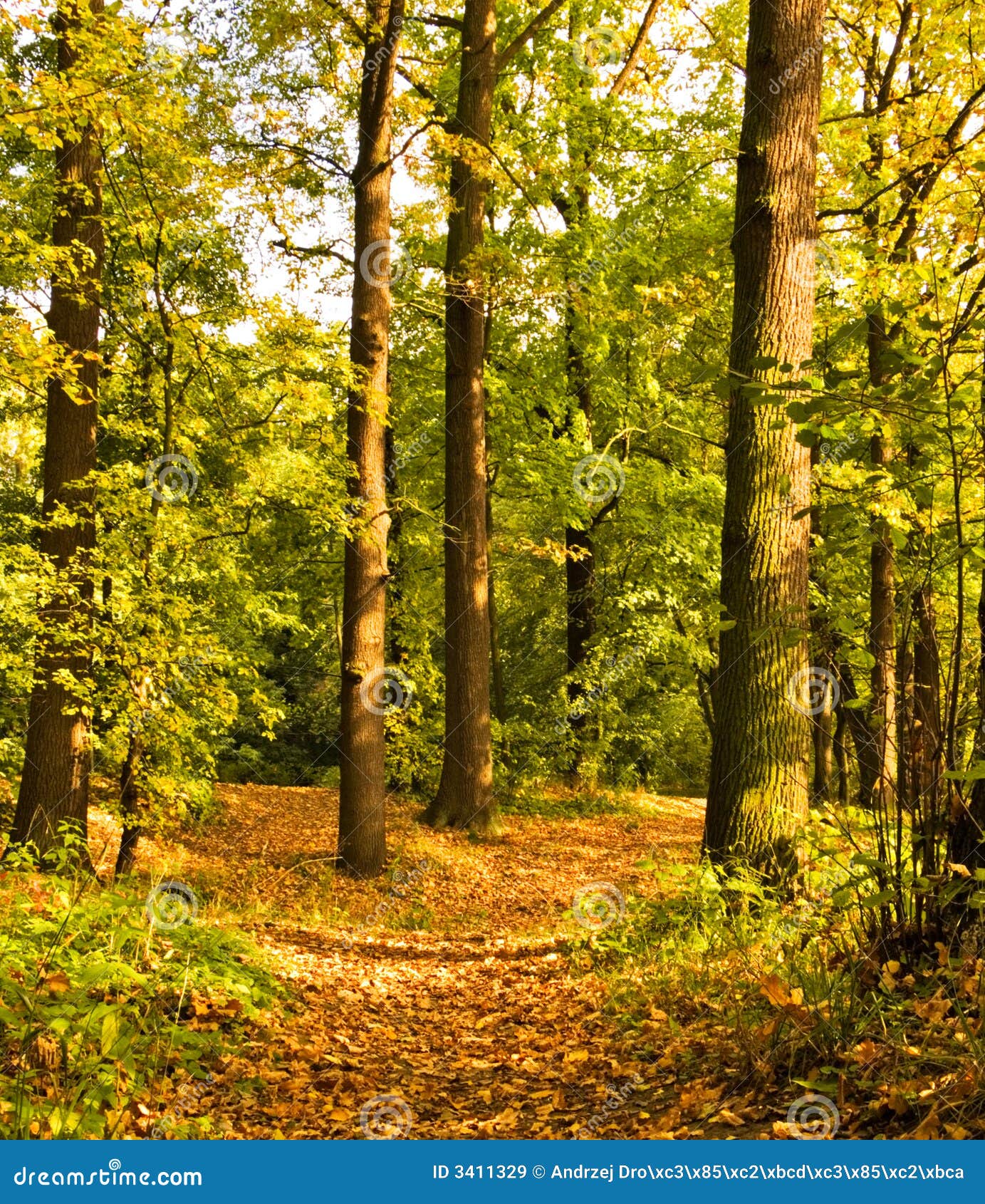 Autumn path among trees stock image. Image of season, outdoor - 3411329